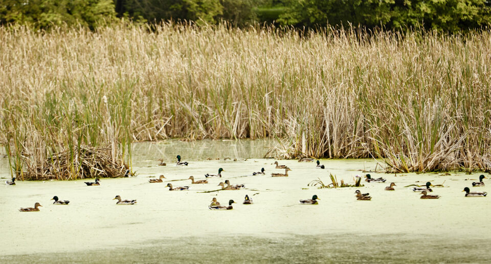 Spotlighting Willow Reserve with the Urban Bird Collective - CRWD